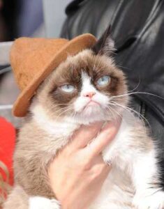 Dress Like Grumpy Cat Costume For Halloween & Halloween